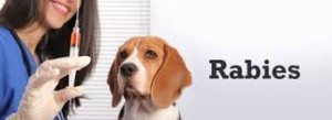 Rabishield to become the first fast acting anti-rabies drug in the world